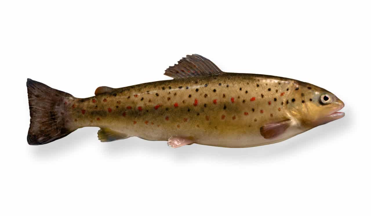 Truite fario - Charles Murgat